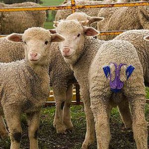 Sustainable Yarns #5 – Mulesing Free - Maglificio FMF